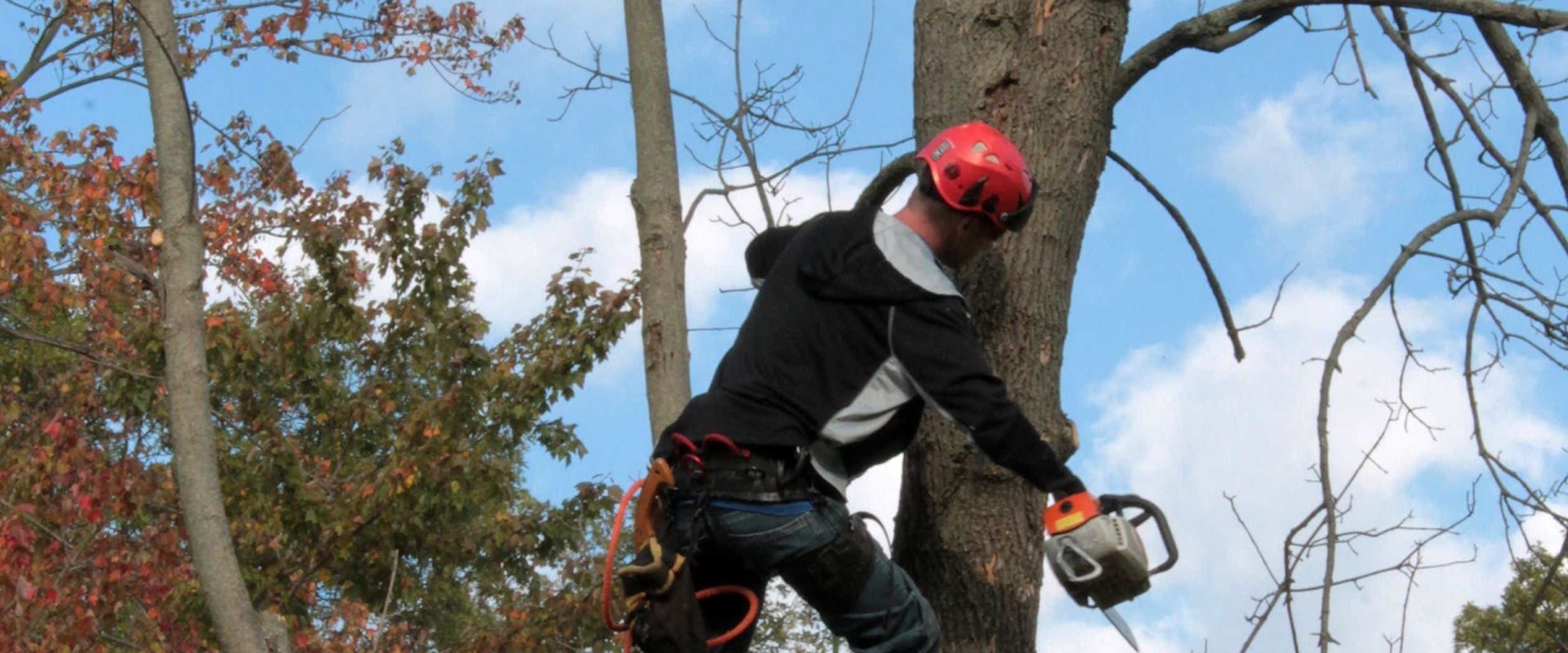What Skills Do You Need to Become an Arborist?