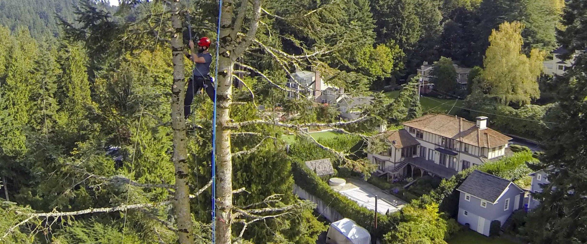Understanding Tree Health: How Portland's Arborists Approach Pruning