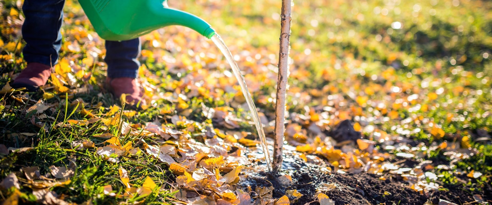 How do arborist take care of trees?