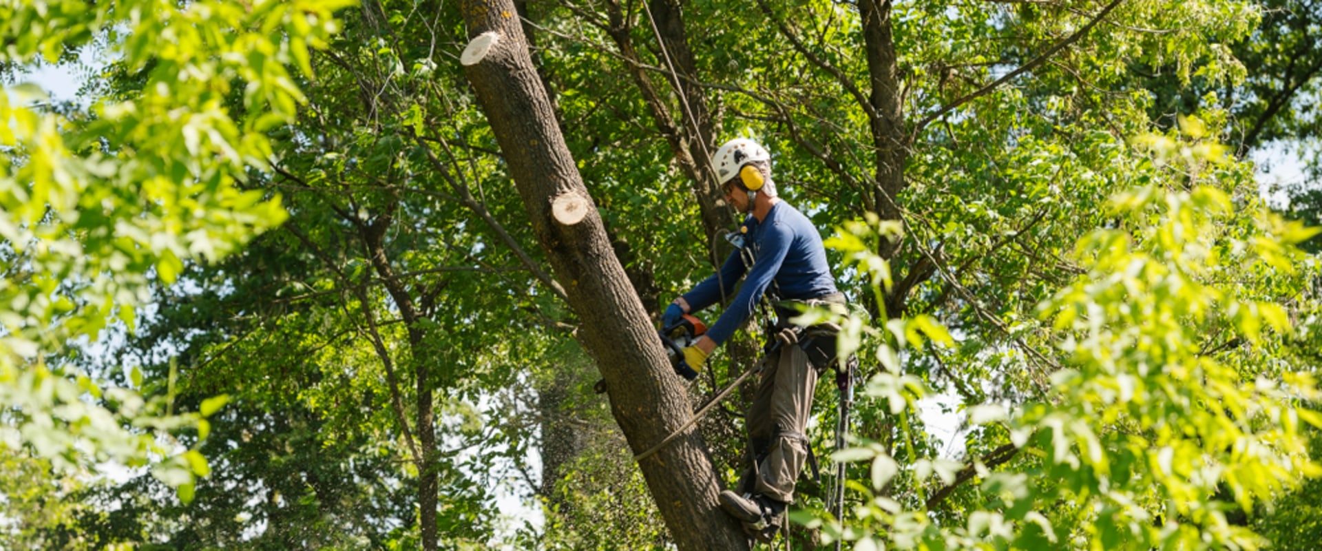 Why Hiring A Tree Arborist In Leesburg, VA Is Essential For Your Landscape